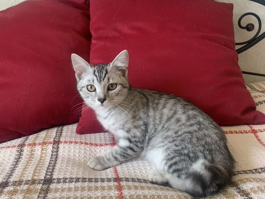 Кот