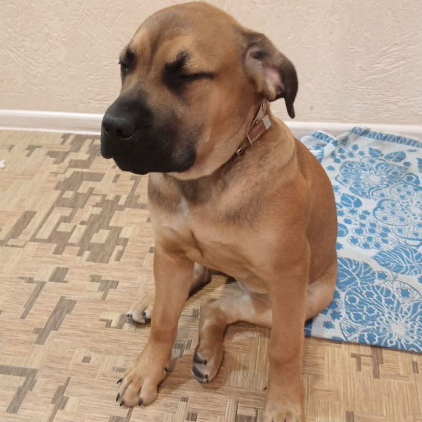 Южноафриканский бурбуль, девочка