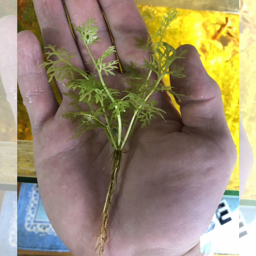 Индийский папоротник