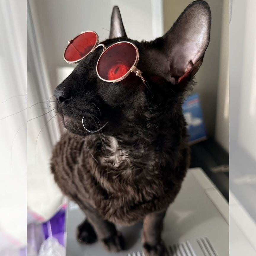 Корниш-рекс, взрослый кот