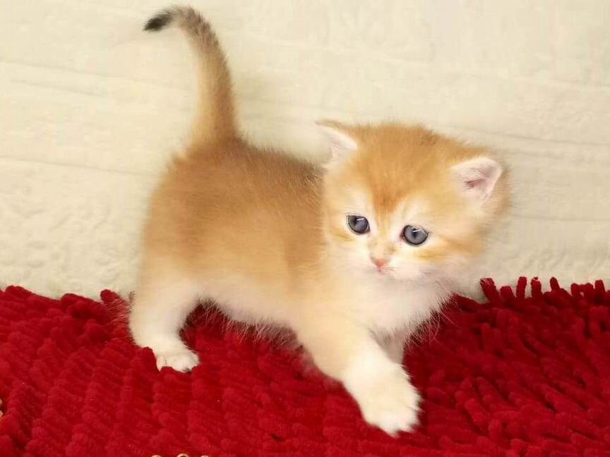 Клубные котята Золотая шиншилла ny 12 с документам