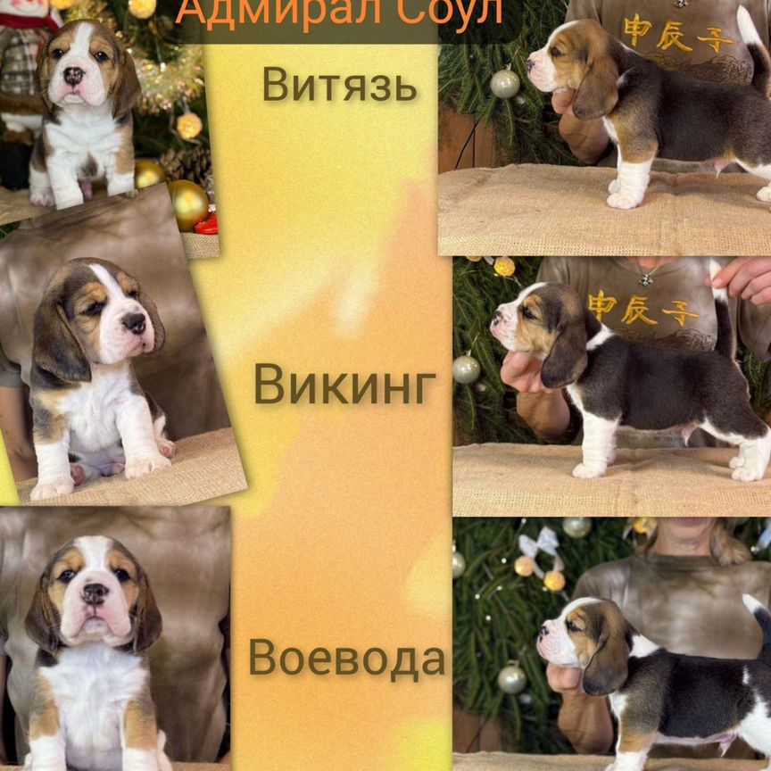 Бигль, щенок