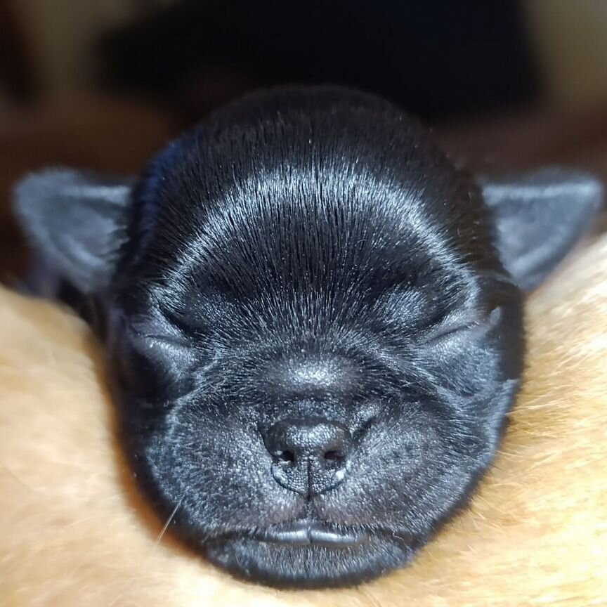 Щенок Гриффона