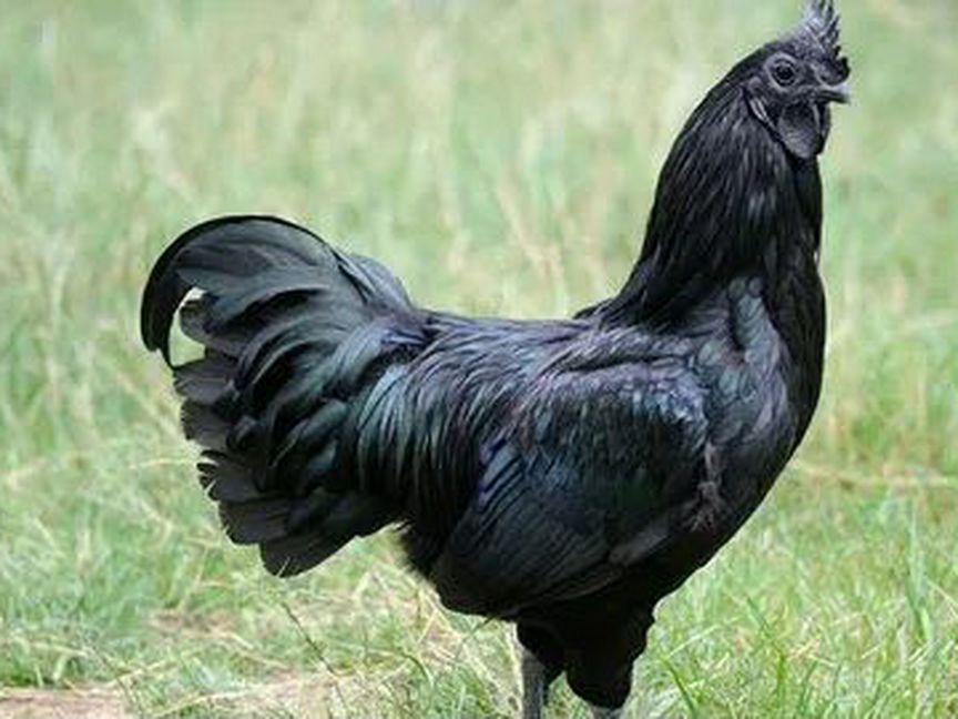 Ухейилюй петушки