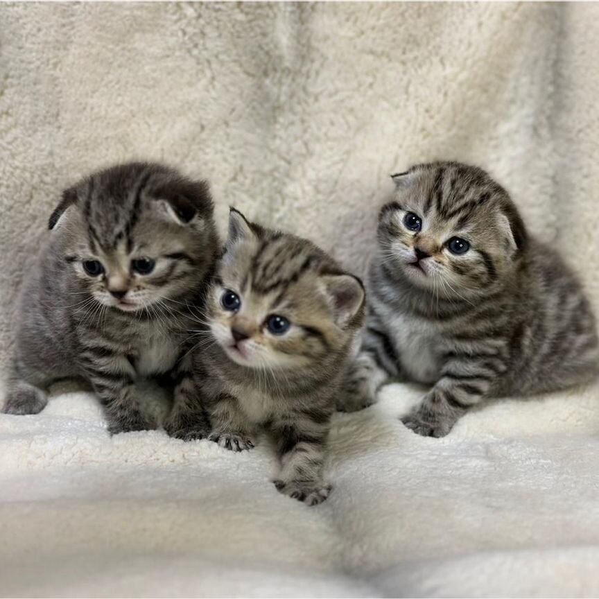 Шотландская