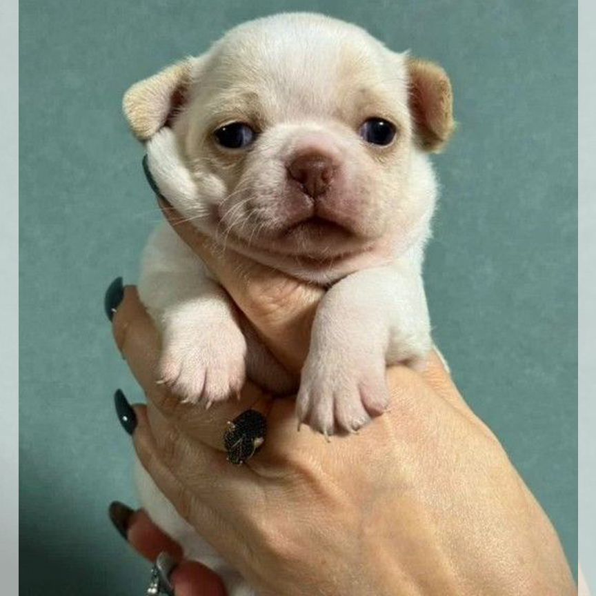 Чихуахуа, щенок