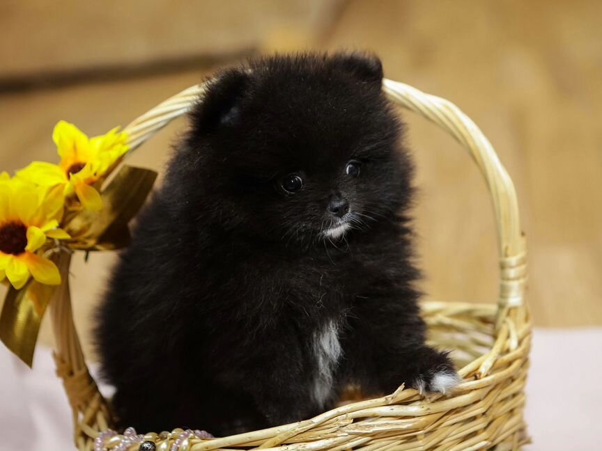 Щенки шпица