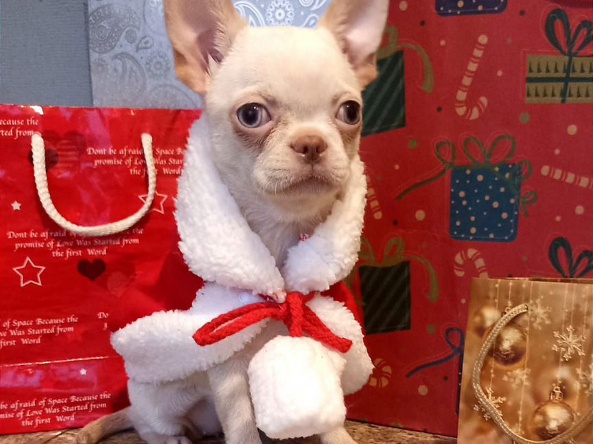 Голубоглазая блондинка чихуахуа