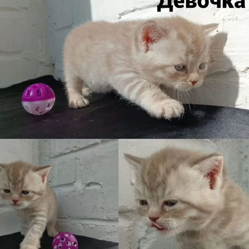 Британский котенок