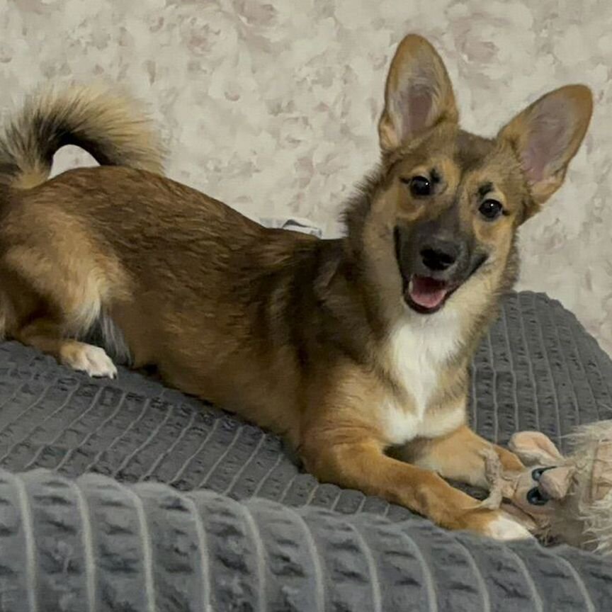 Щенок в добрые руки