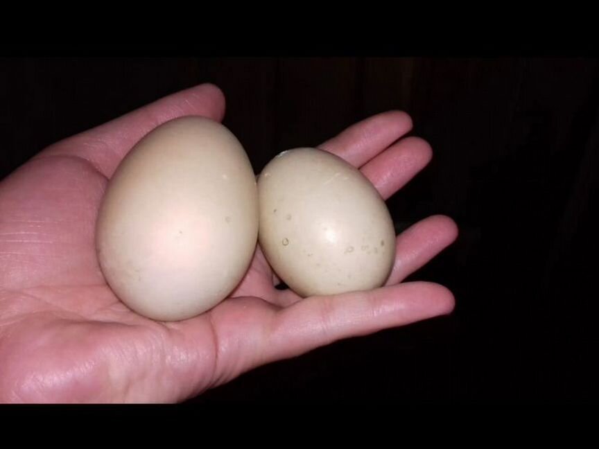 Яйца индоутки для инкубации