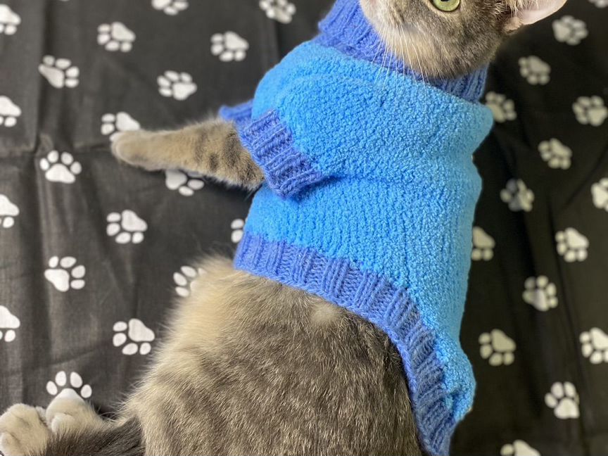 Ожежда для котов и маленьких собак