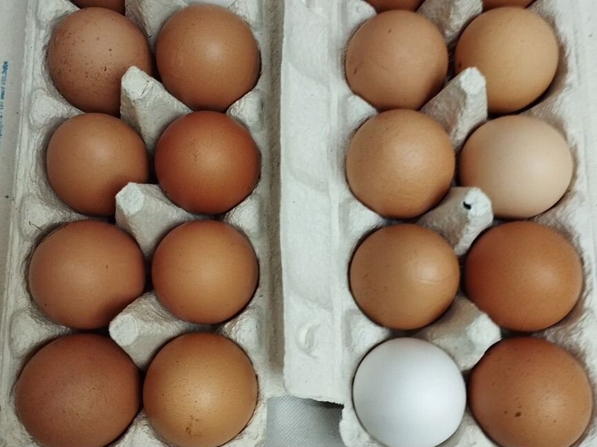 Домашние куриные яйца