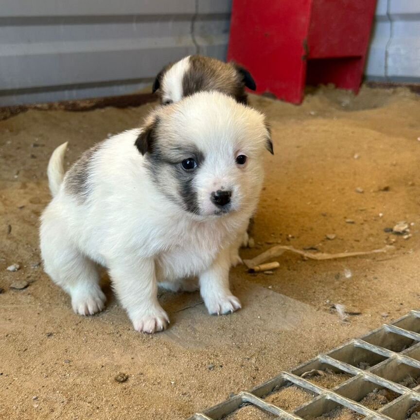 Пончики ищут добрые ручки