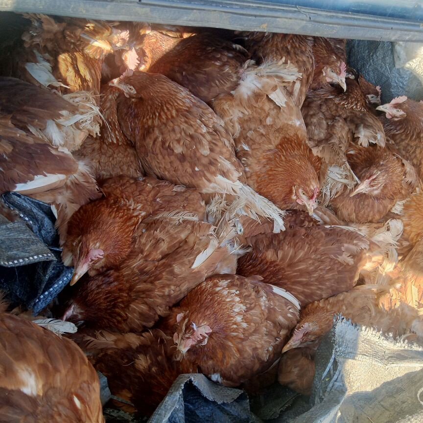 Куры несушка возраст 11 месяцев Цена 250