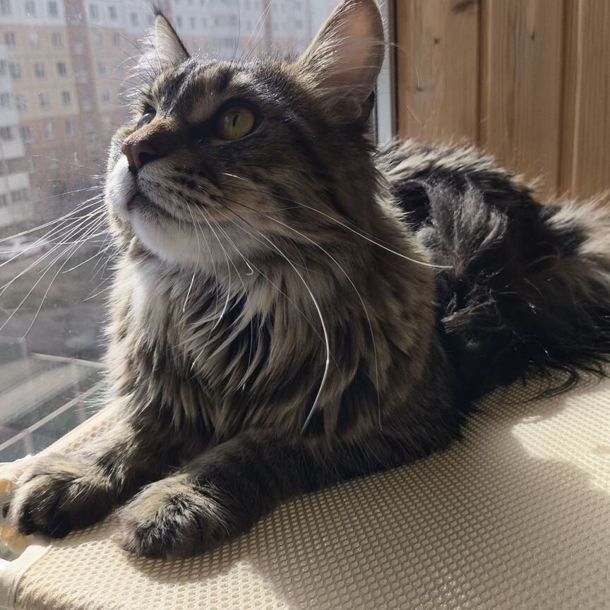 Мейн-кун котёнок