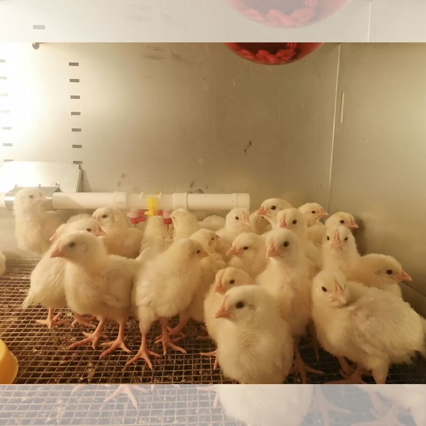 Цыплята леггорн