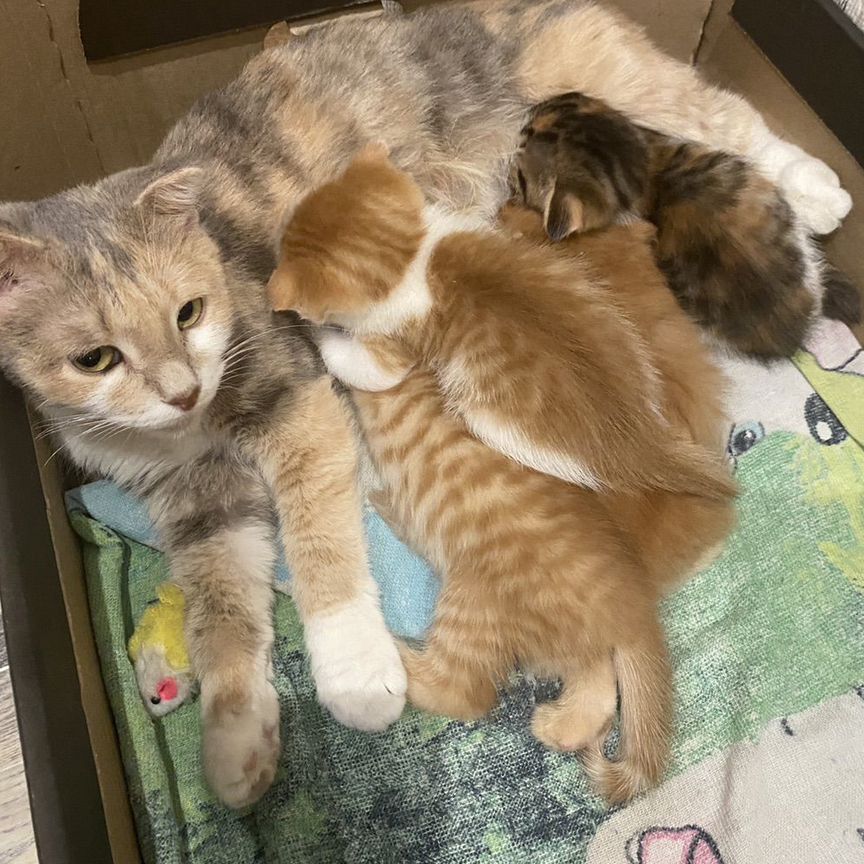 Шотландский вислоухий короткошёрстный котёнок