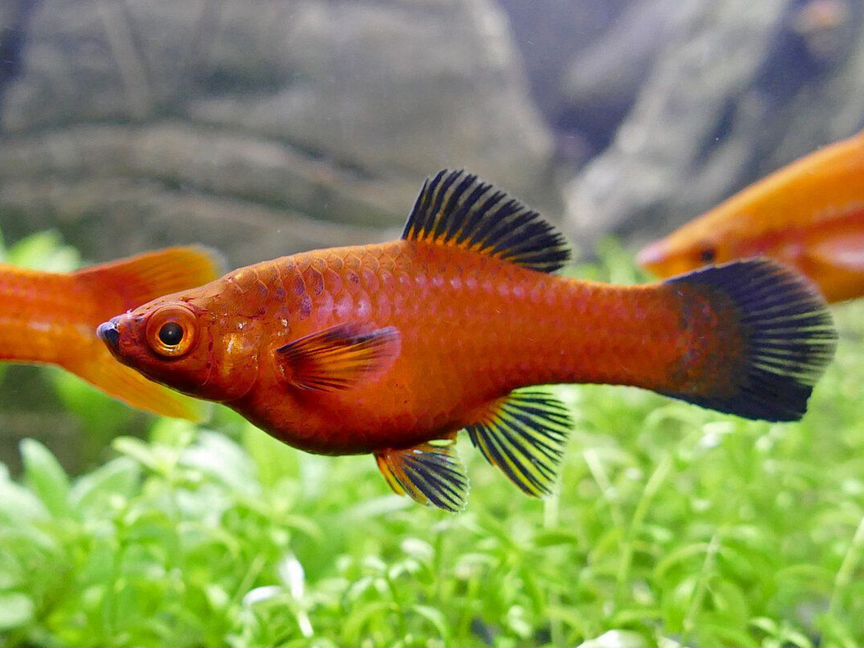 Меченосцы красные