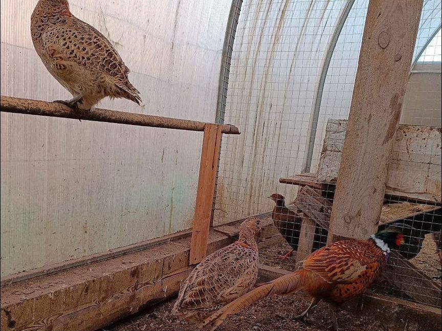 Фазан охотничий