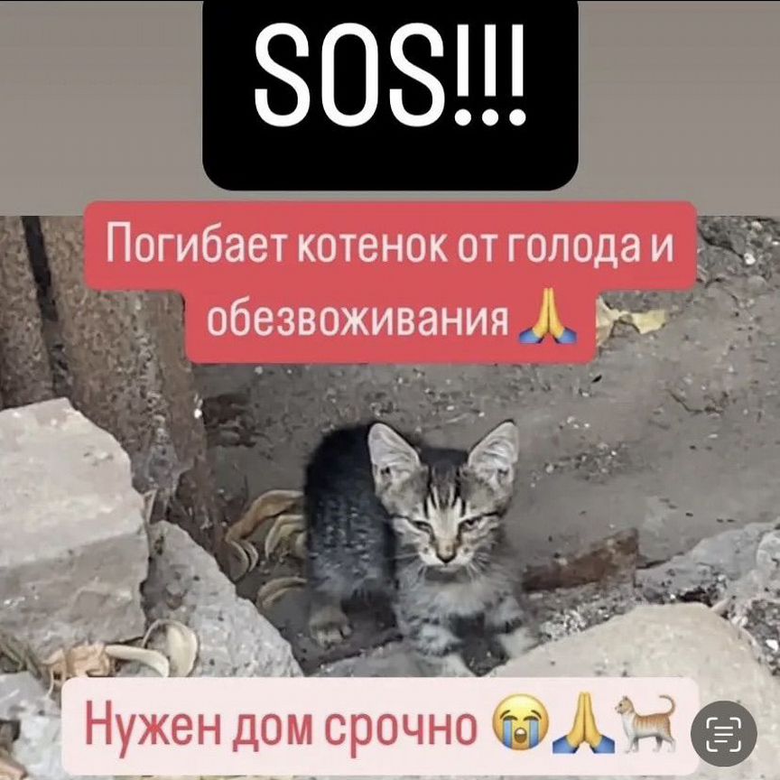 Погибает без еды котенок Нужен дом