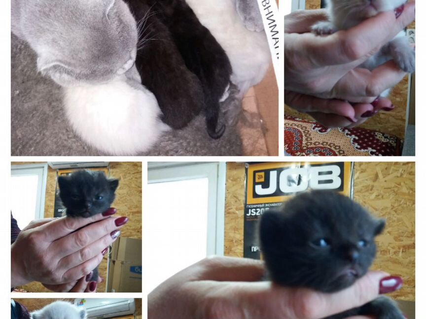 Британские котята