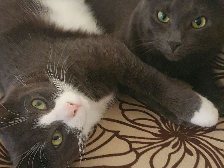 Коты 2.5 года отдам