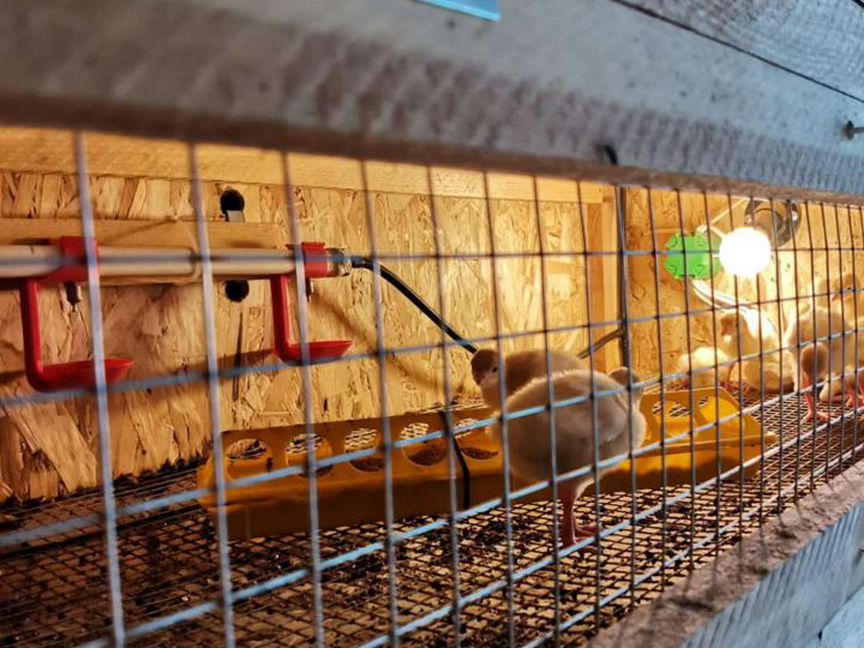 Брудер Клетки Шкаф для молодых птенцов