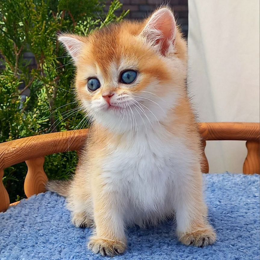 Шотландская золотая шиншилла девочка