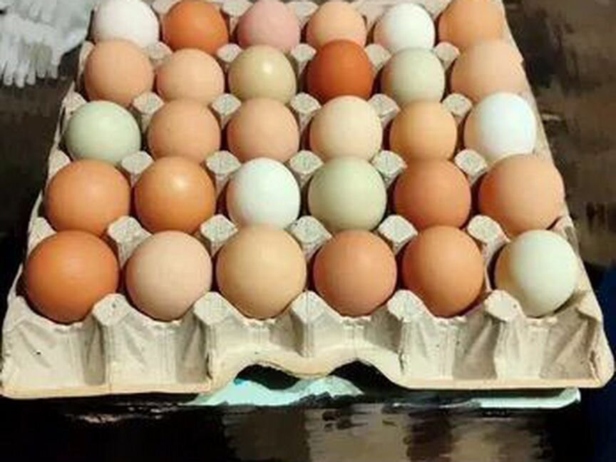 Яйцо куриное для инкубации