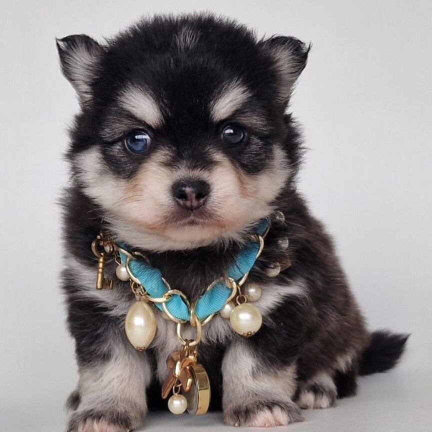 Помски, щенок