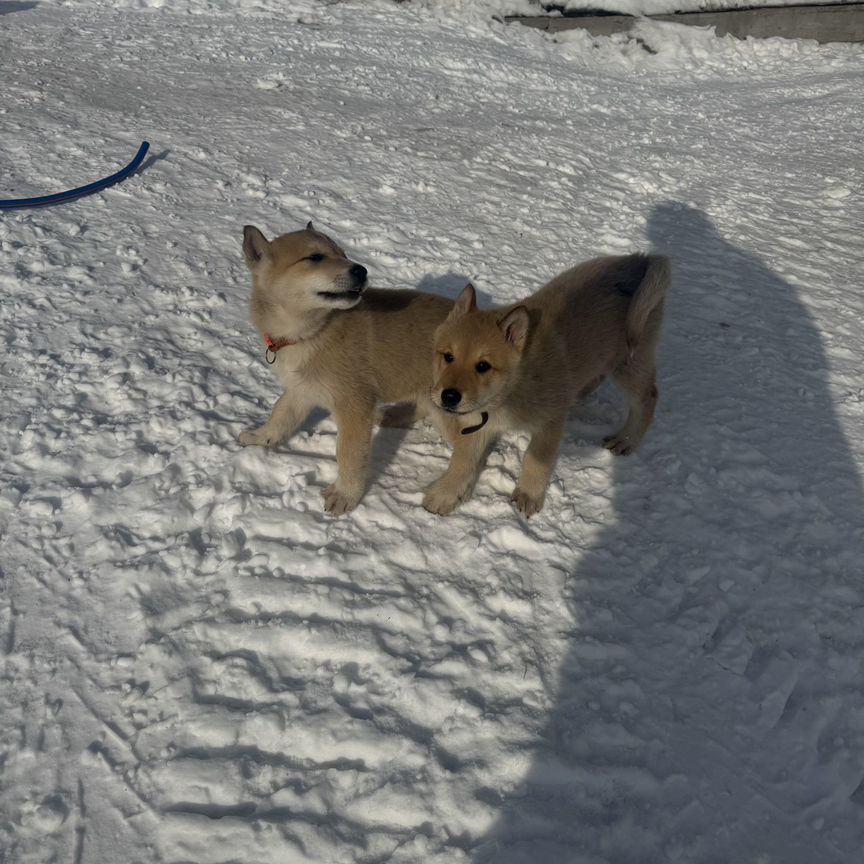 Западно сибирская лайка два мальчика