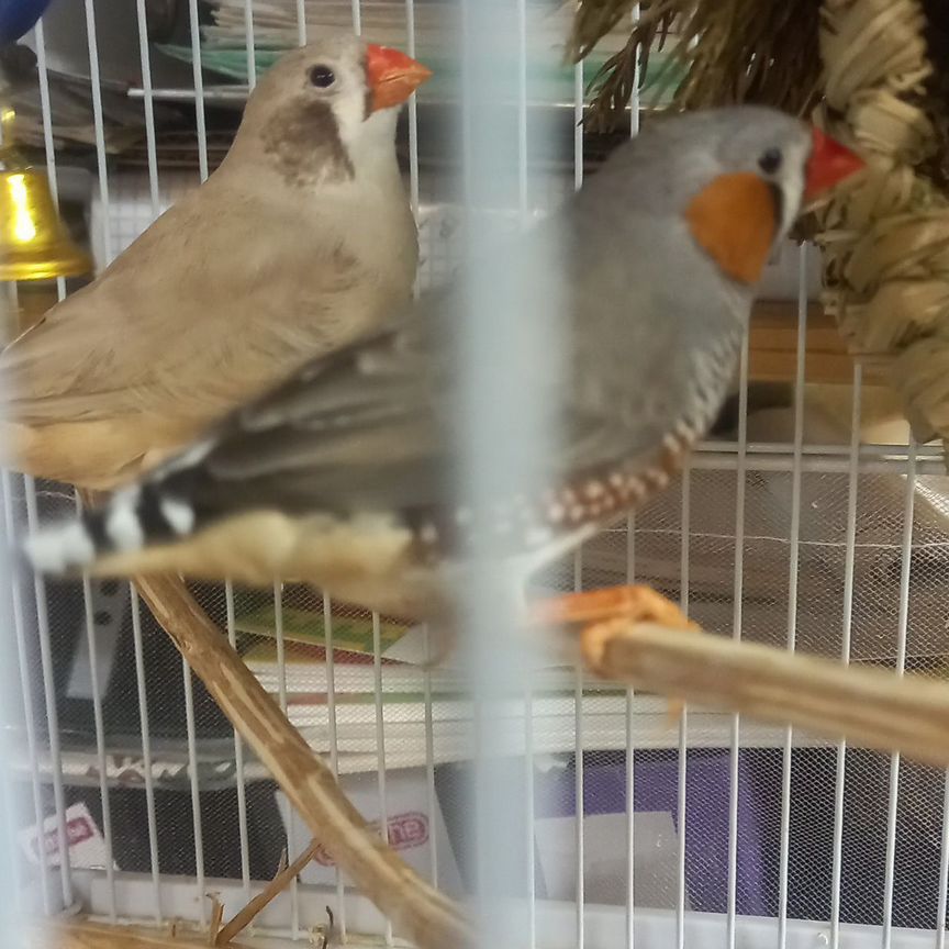 Птица амадин