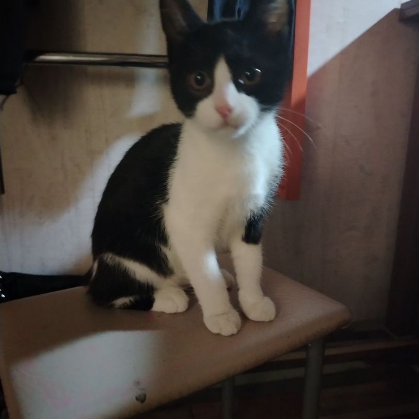Котенок