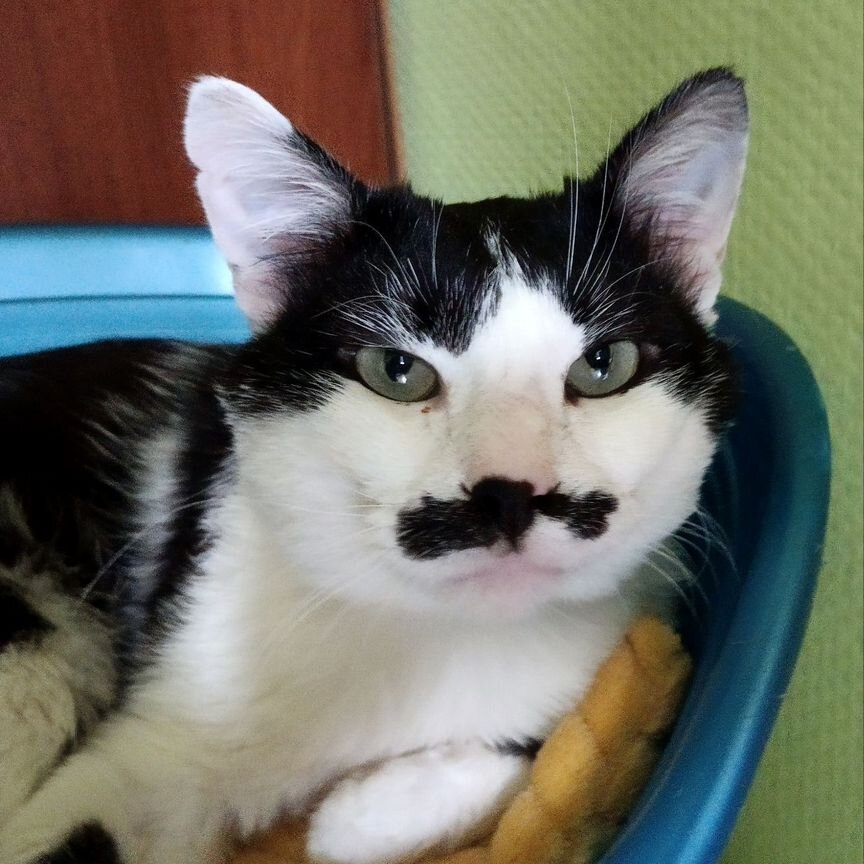 Котик Эркюль в добрые руки