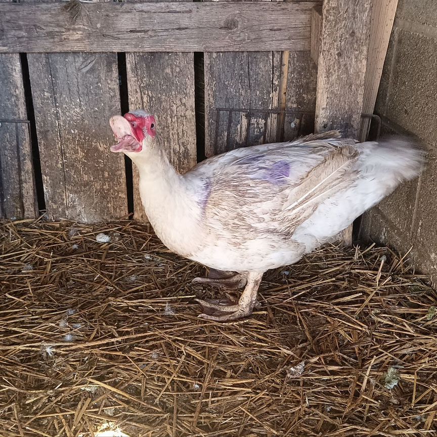 Индостан на племя