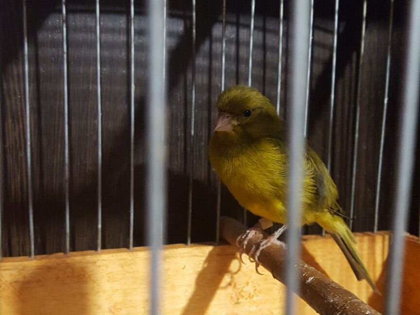 Кенарь зеленый