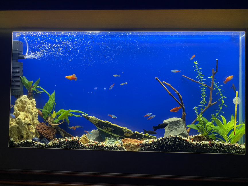 Аквариум с рыбками