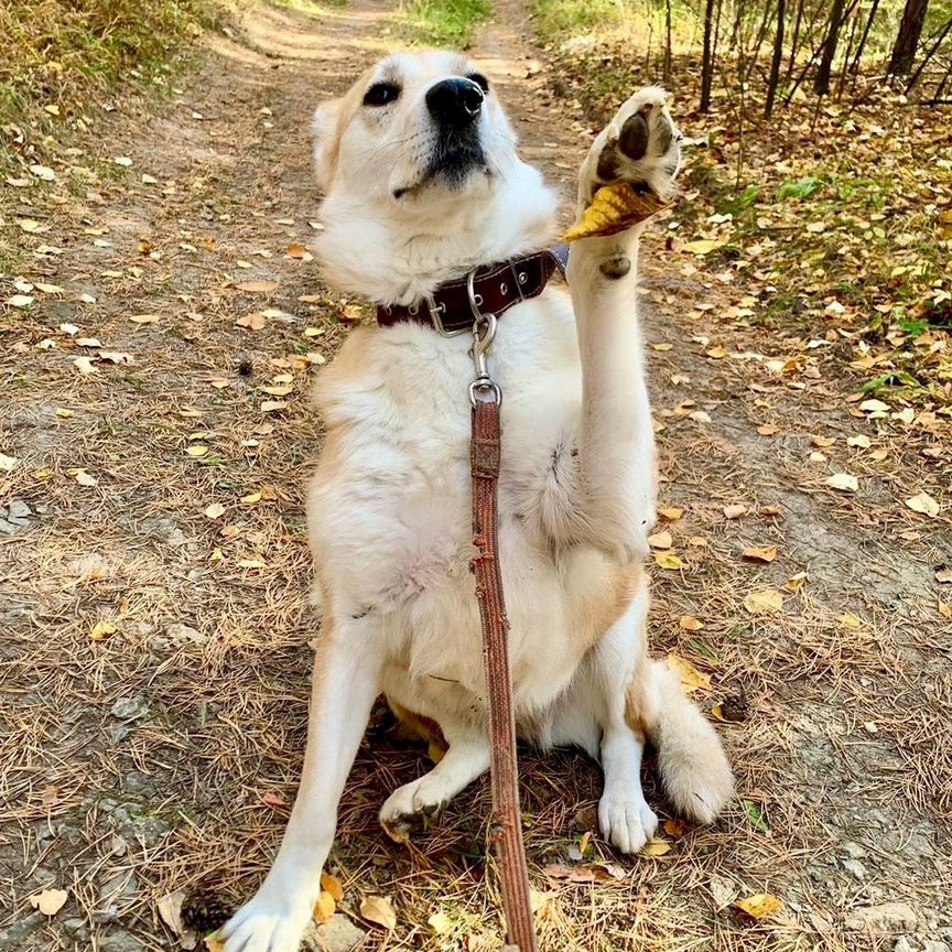 Собака Люся в добрые руки