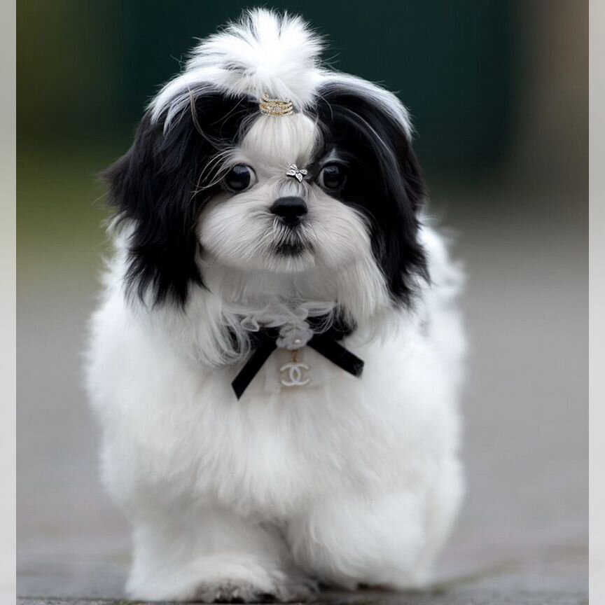 Ши-тцу, щенок