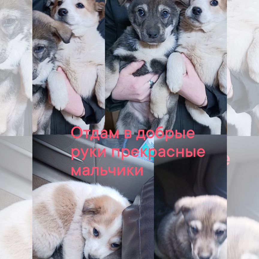 Отдам в добрые руки щенка дворняжка