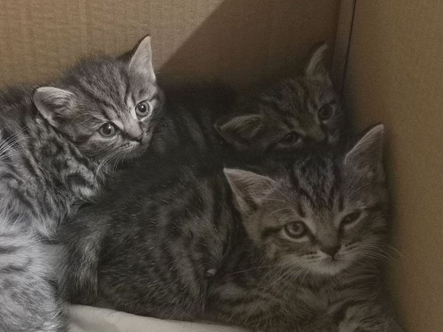 Шотландская прямоухая. Котята 1 месяц