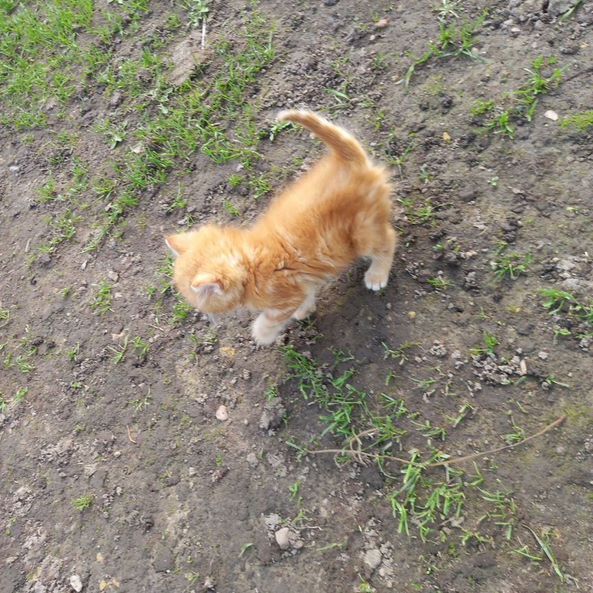 Котенок Василек ищет дом