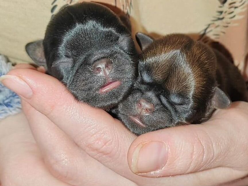 Щенки гриффона