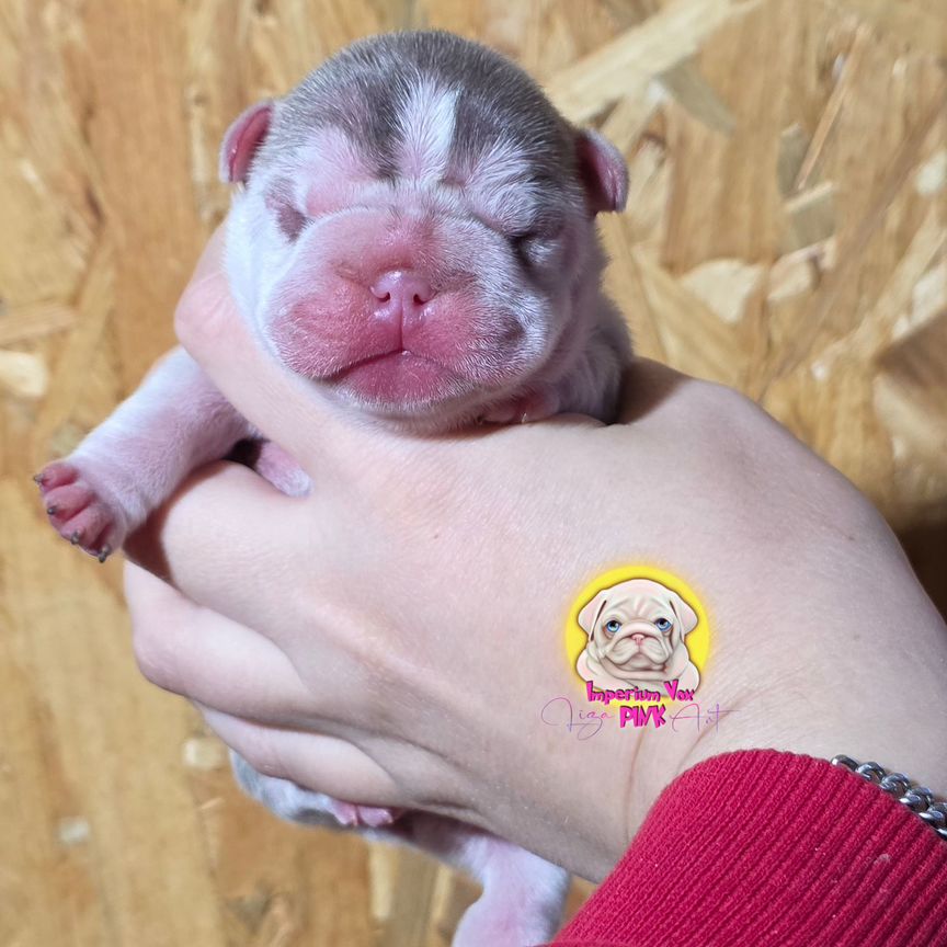 Французский бульдог, щенок