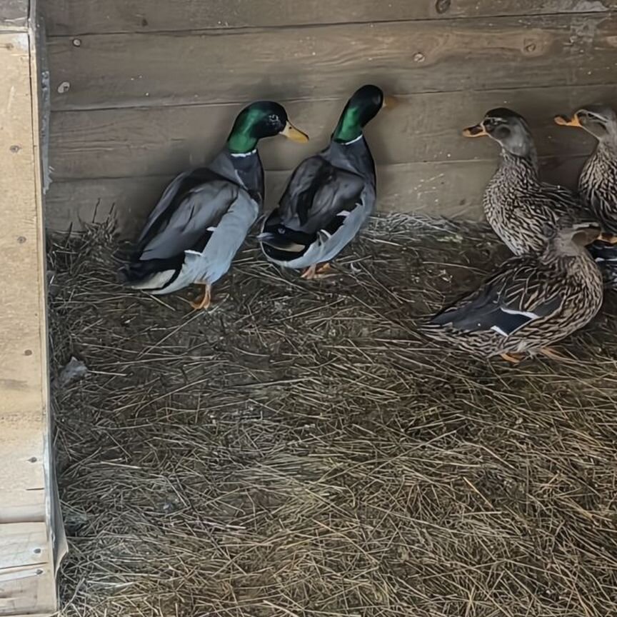 Подсадные утки для охоты Спб и Лен.Обл. г. Тосно