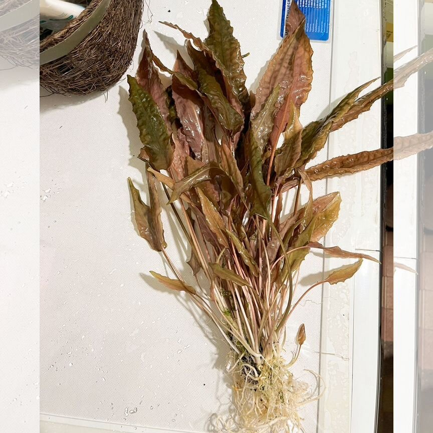 Водные растения