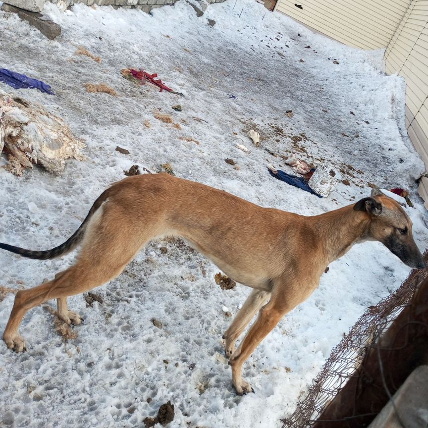 Хортая борзая, щенок