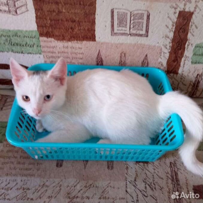 Котик с разным цветом глаз в дар порядочным людям