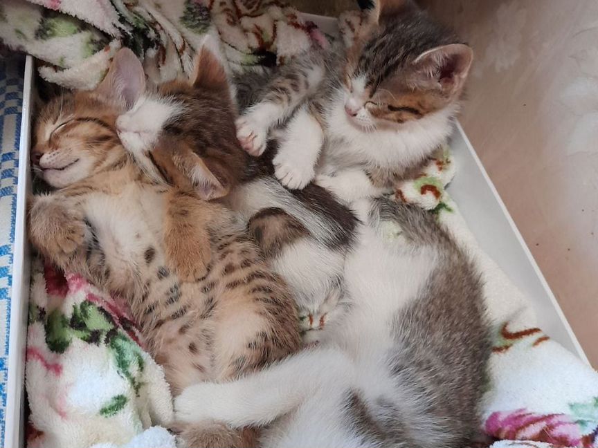 Котята 2мес